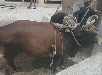 گاوچاه – وبگاه موزه ملی علوم و فناوری جمهوری اسلامی ایران